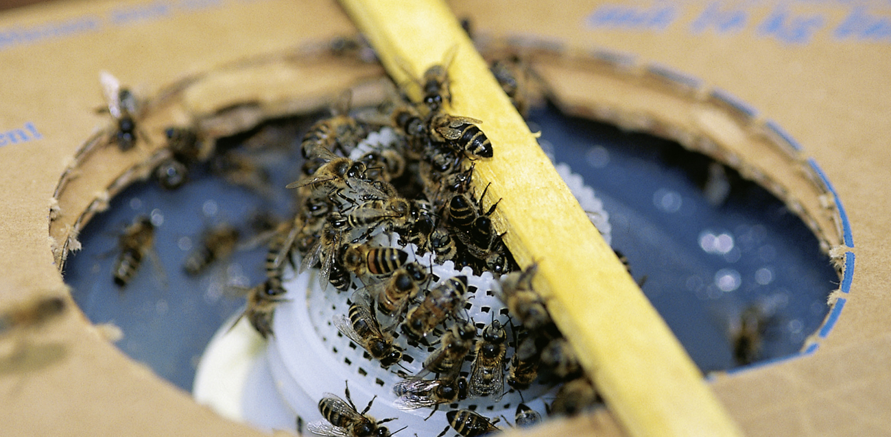 ambrosia® bee feed syrup - Das Bienenfutter